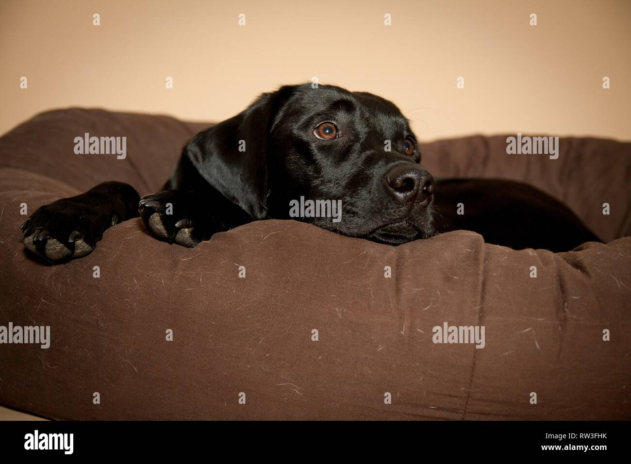 Labrador sleeping dog bed not puppy hi-res stock photography and images ...