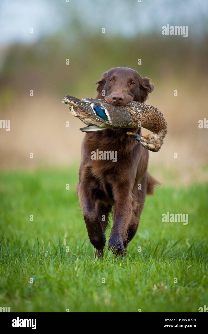 Flat Coated Retriever on duck hunting Stock Photo - Alamy