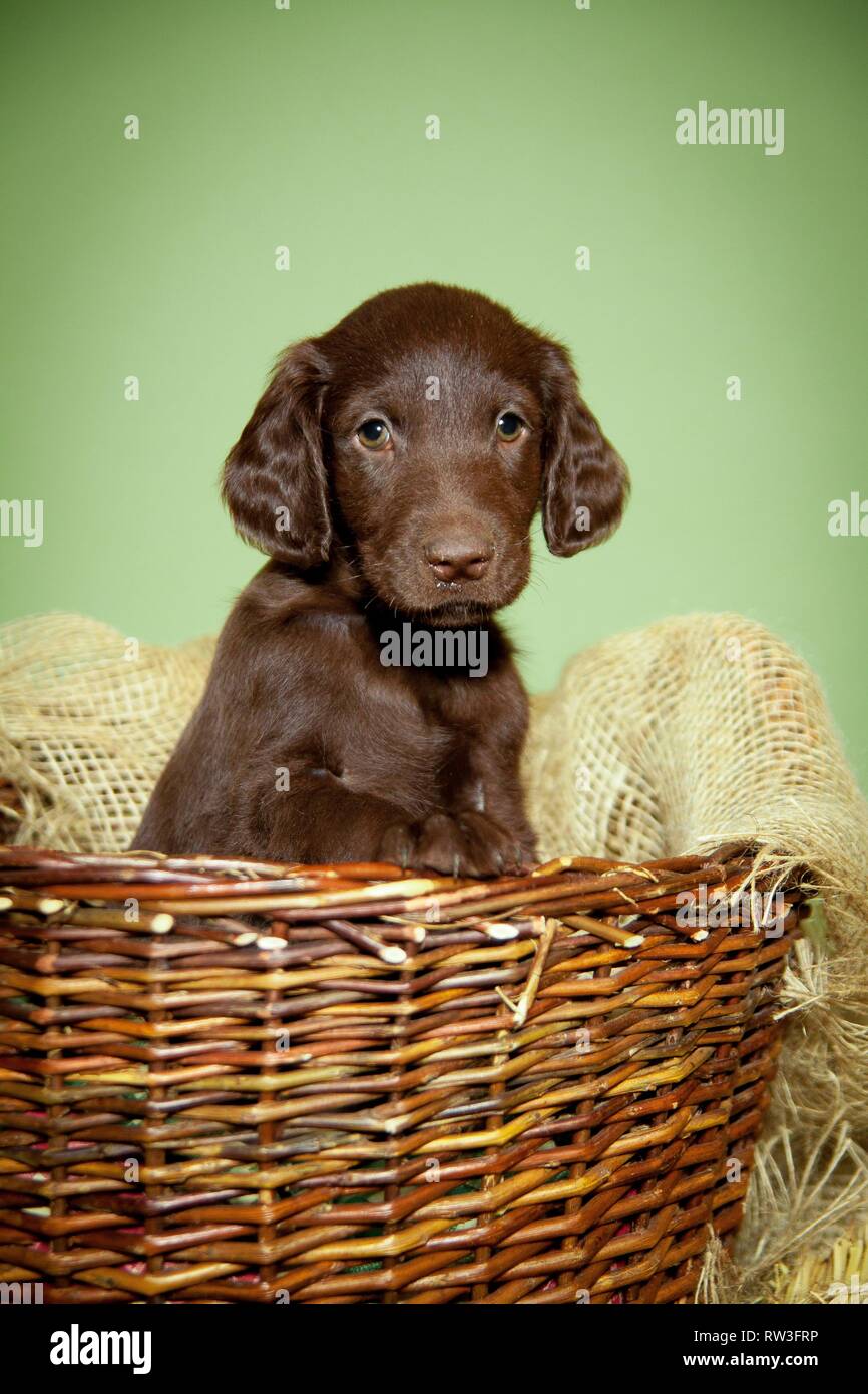 Flat Coated Retriever Puppy in basket Stock Photo - Alamy