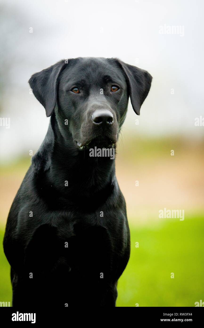 Labrador Retriever Portrait Stock Photo - Alamy