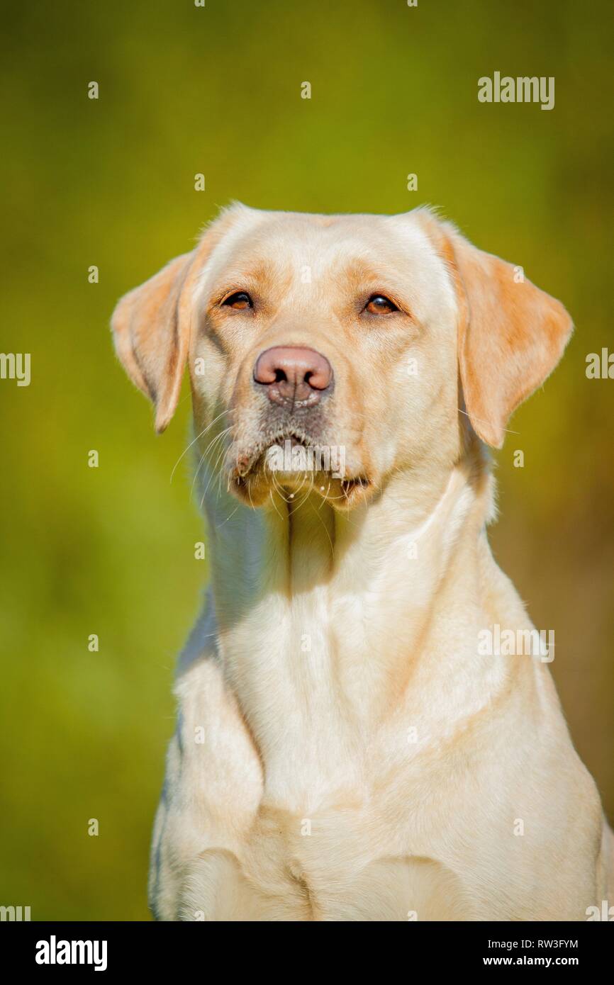 Labrador Retriever Portrait Stock Photo - Alamy