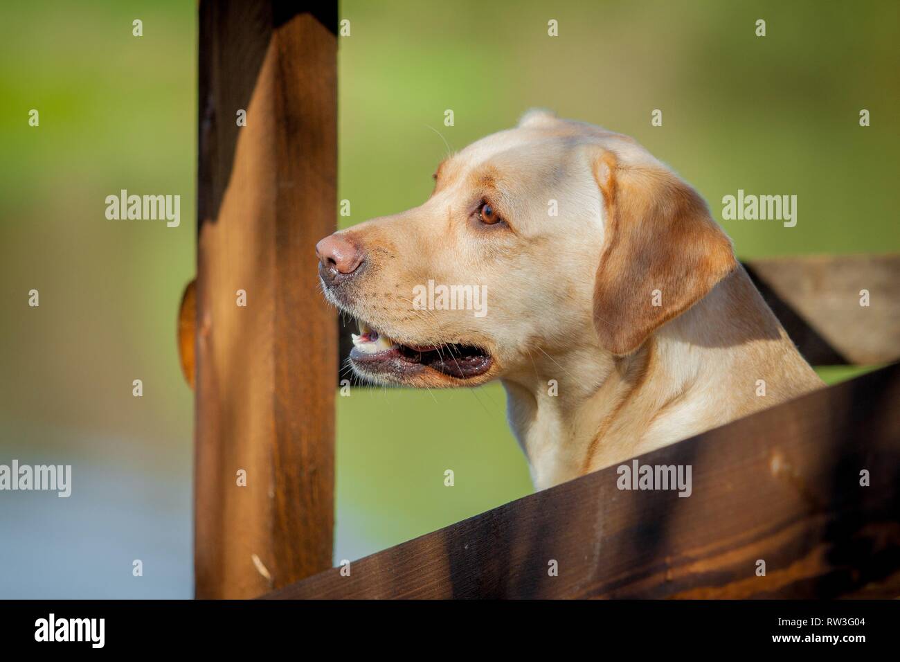 Labrador Retriever Portrait Stock Photo - Alamy