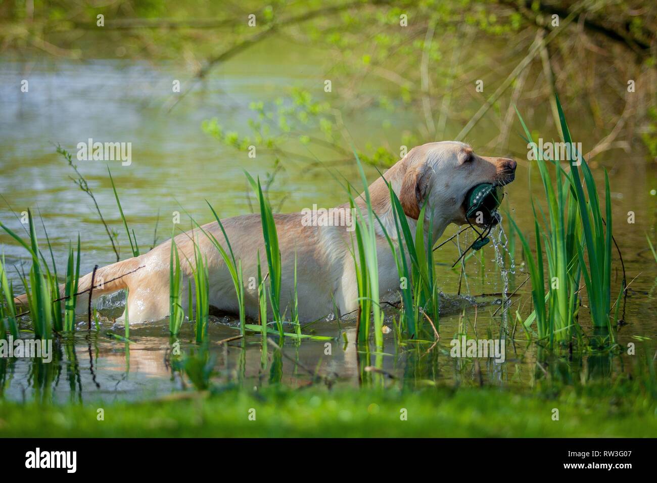 Labrador Retriever at the water Stock Photo - Alamy