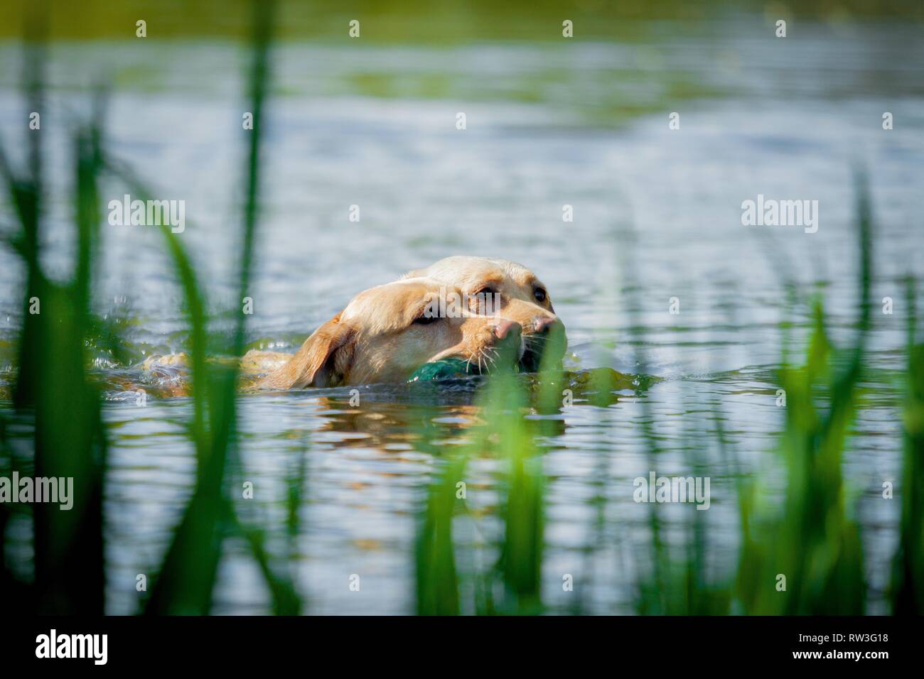 Labrador retriever in water dummy hi-res stock photography and images ...