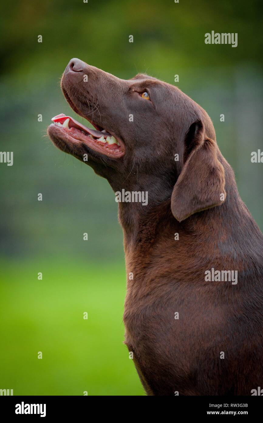 Adult Labrador Retriever High Resolution Stock Photography and Images ...