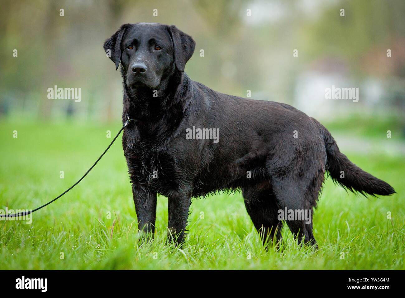 standing Labrador Retriever Stock Photo - Alamy
