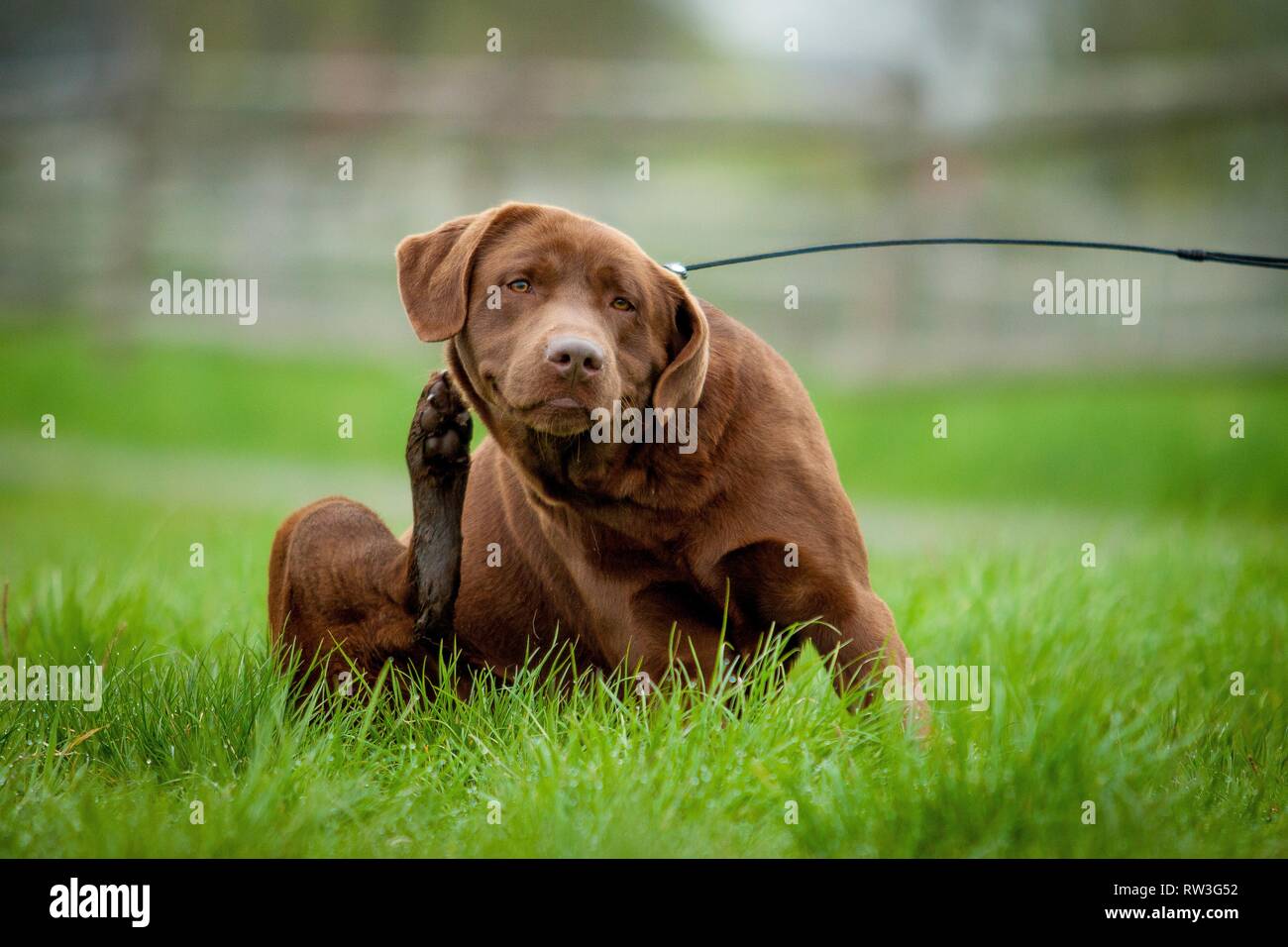Dog scratching labrador hi-res stock photography and images - Alamy