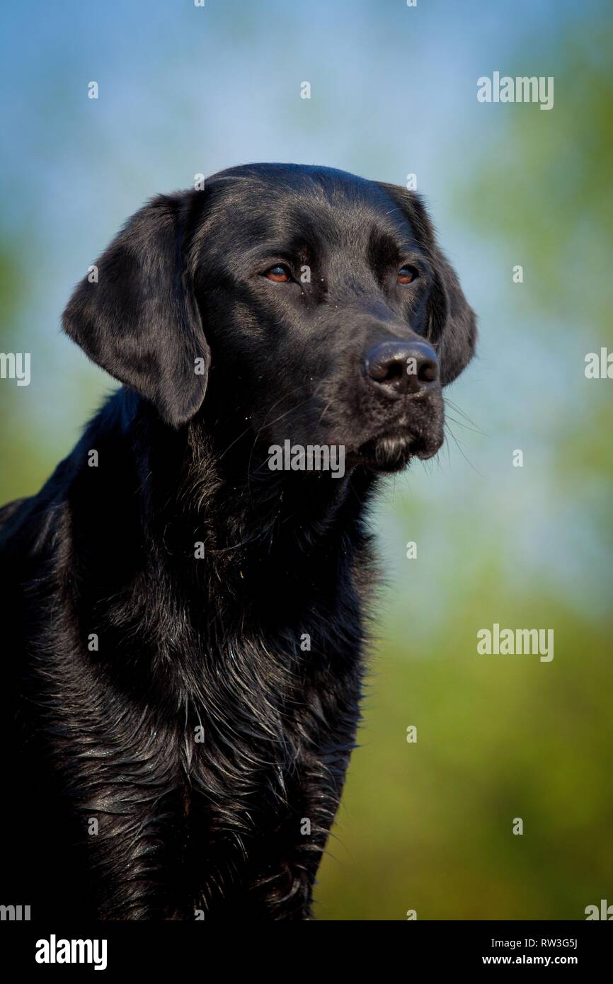 Labrador Retriever Portrait Stock Photo - Alamy