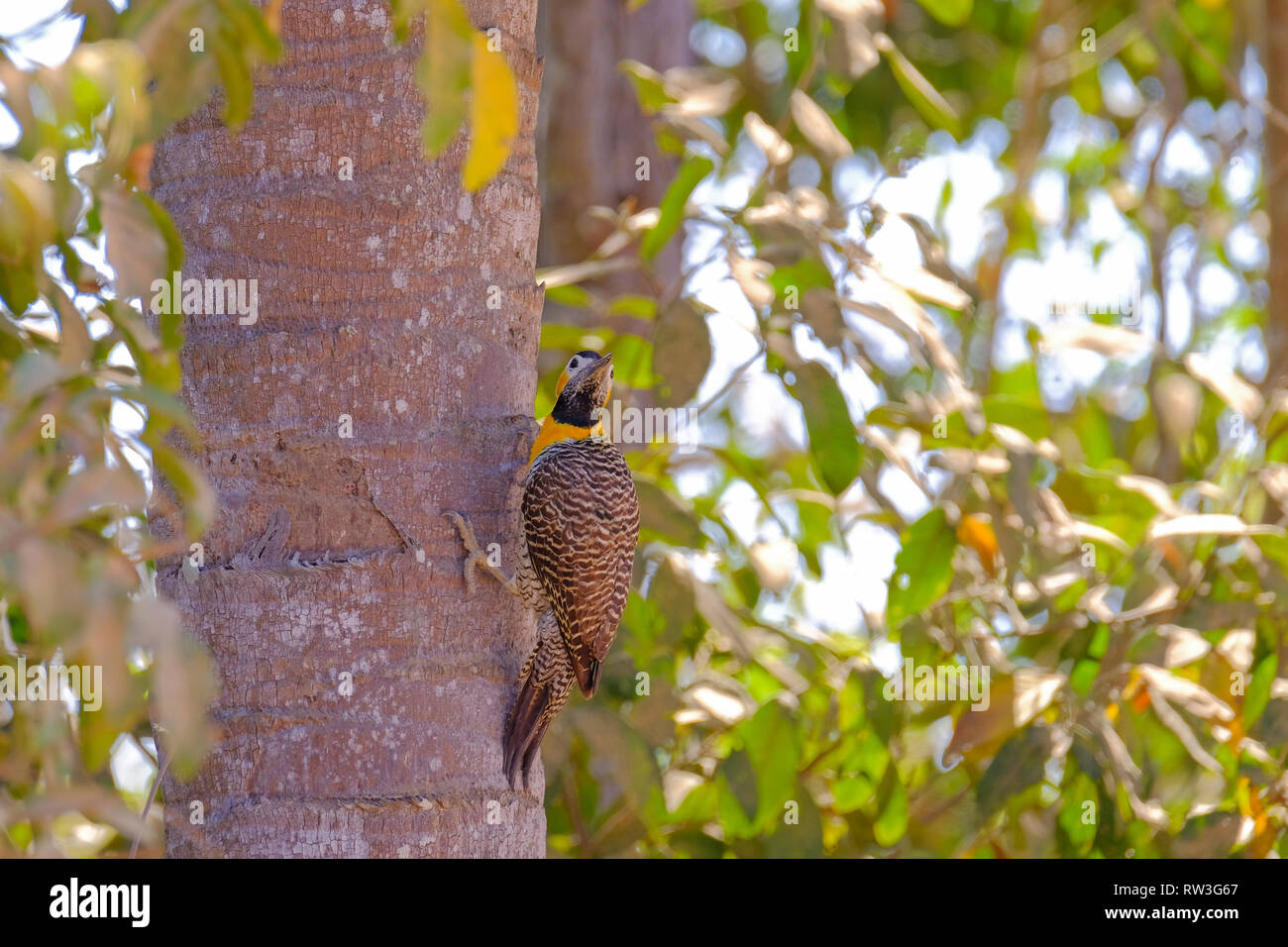 Campo Flicker, Colaptes Campestris, a species of bird in the woodpecker ...