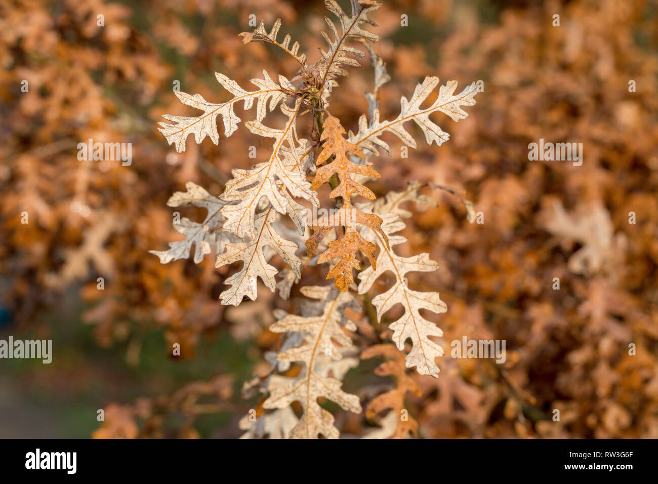 Brown branch background hi-res stock photography and images - Alamy