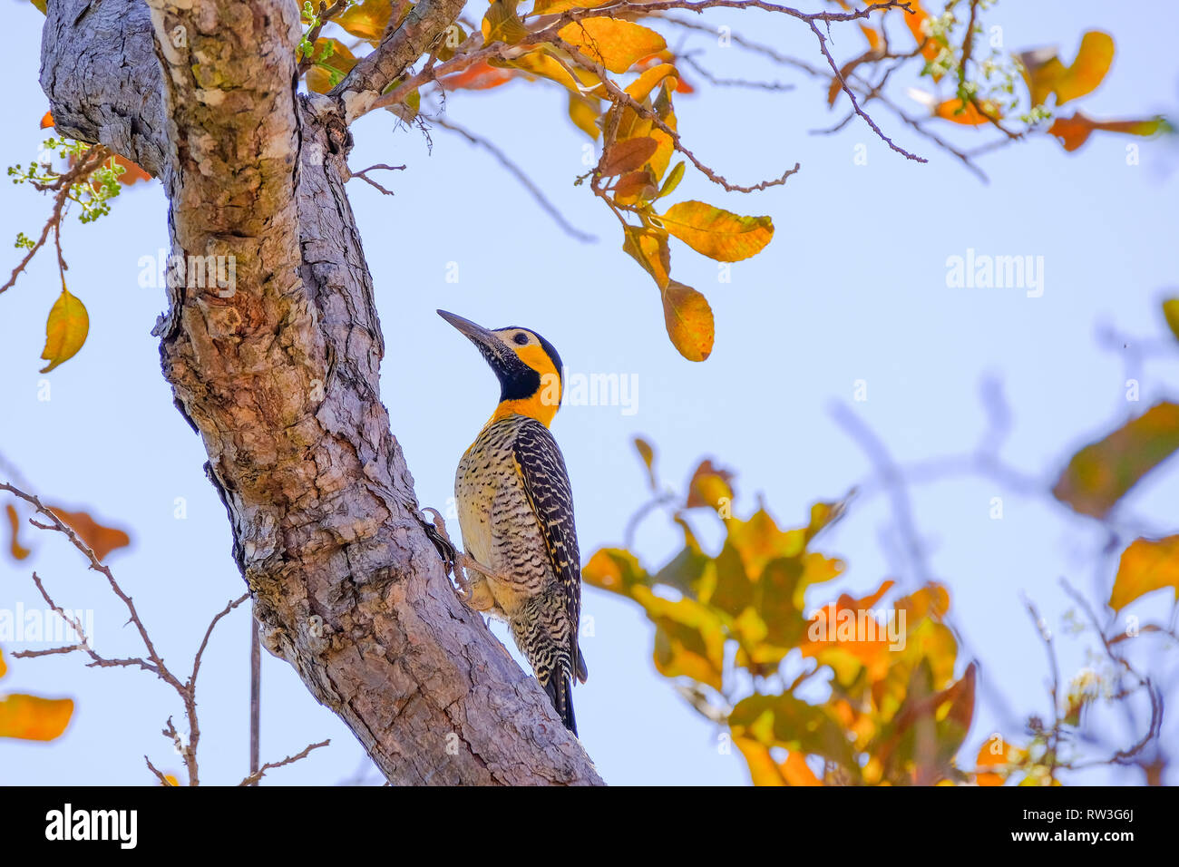 Caatinga animals hi-res stock photography and images - Alamy