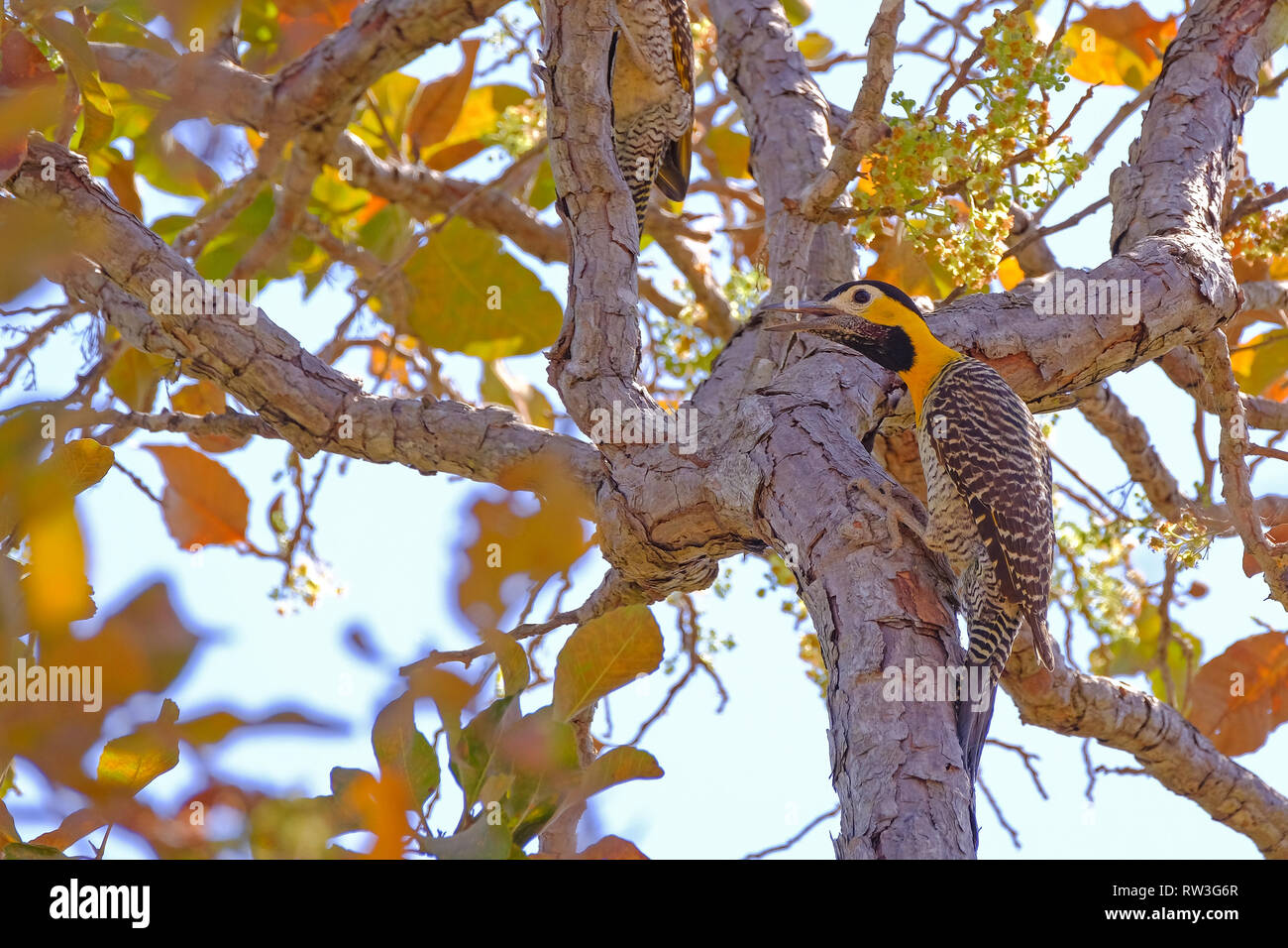 Campo Flicker, Colaptes Campestris, a species of bird in the woodpecker ...