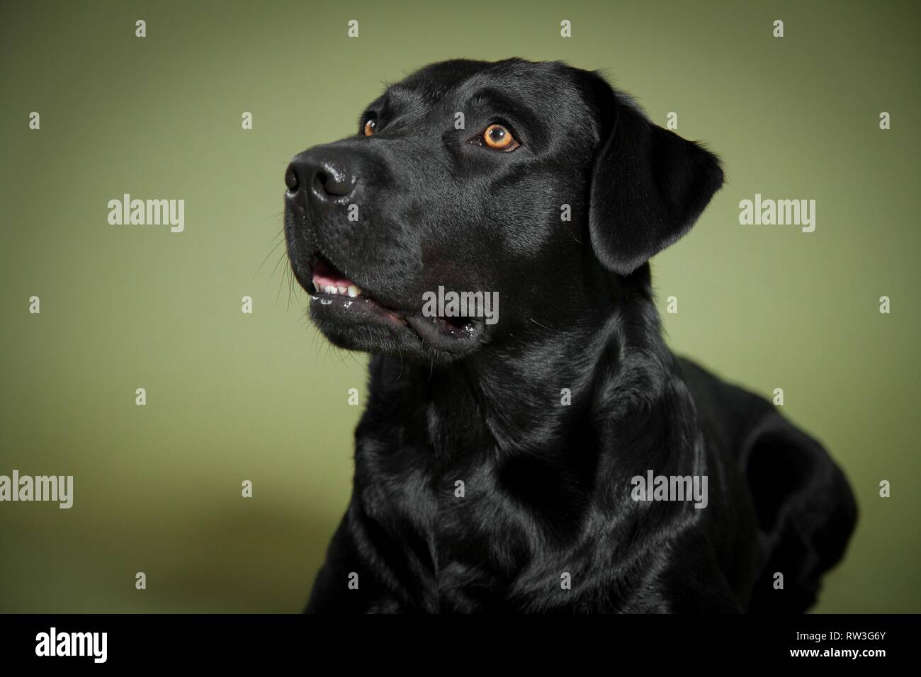 Labrador Retriever Portrait Stock Photo - Alamy