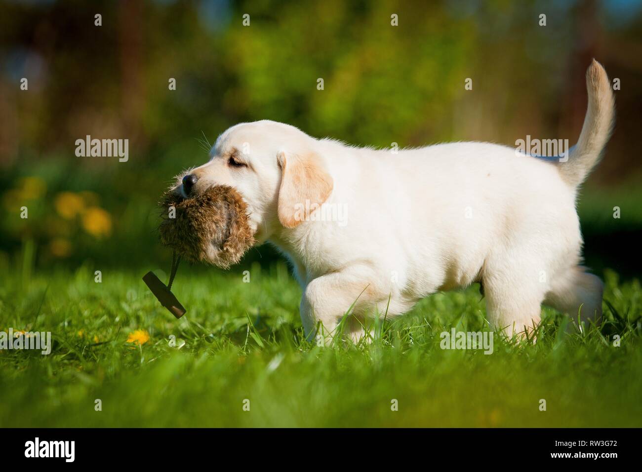 walking Labrador Retriever Stock Photo - Alamy