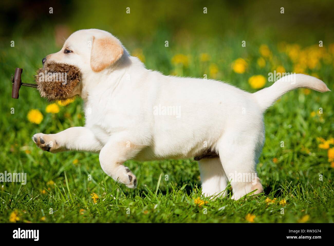 running Labrador Retriever Stock Photo - Alamy
