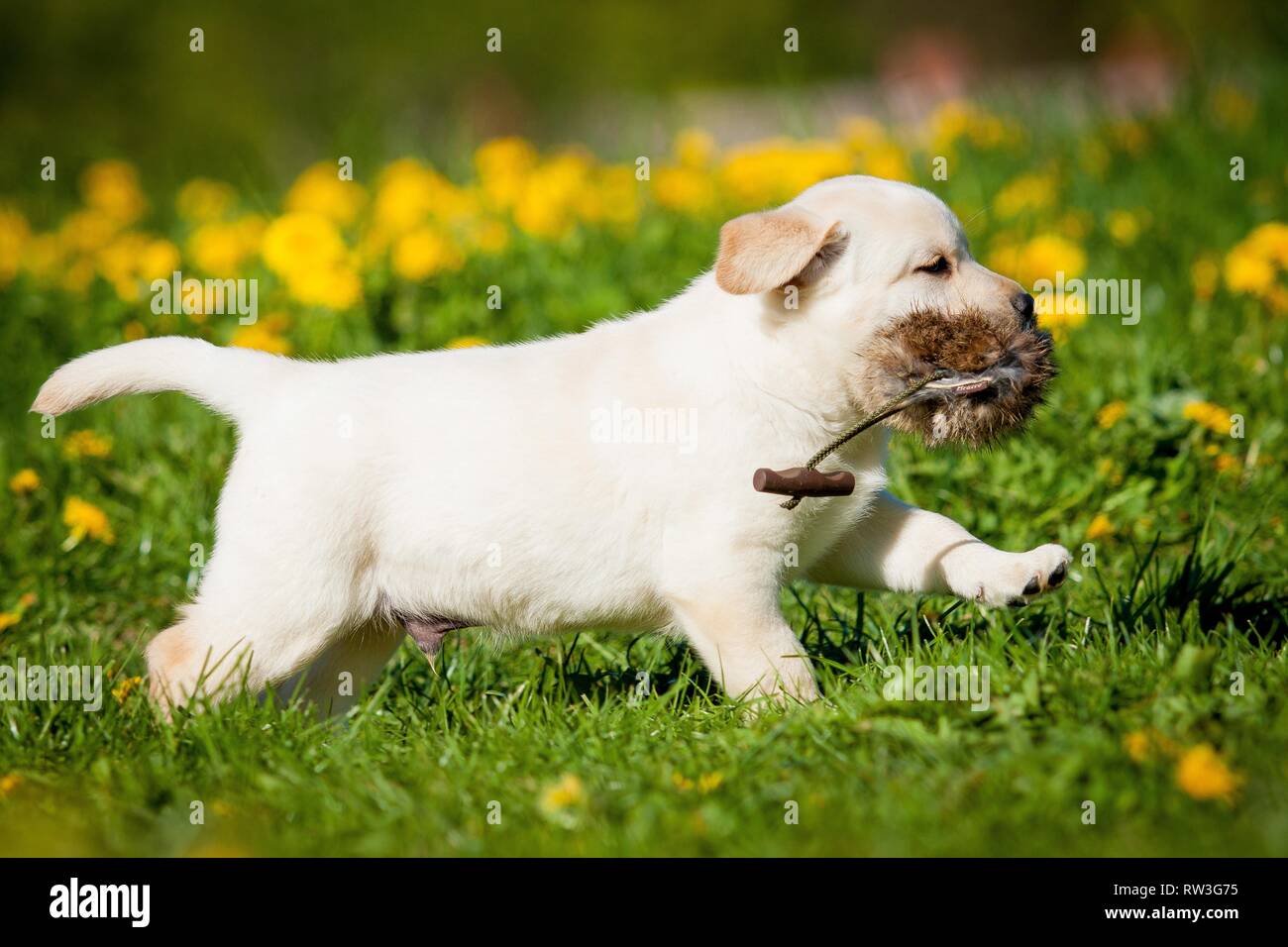 Labrador Puppies Running High Resolution Stock Photography and Images ...