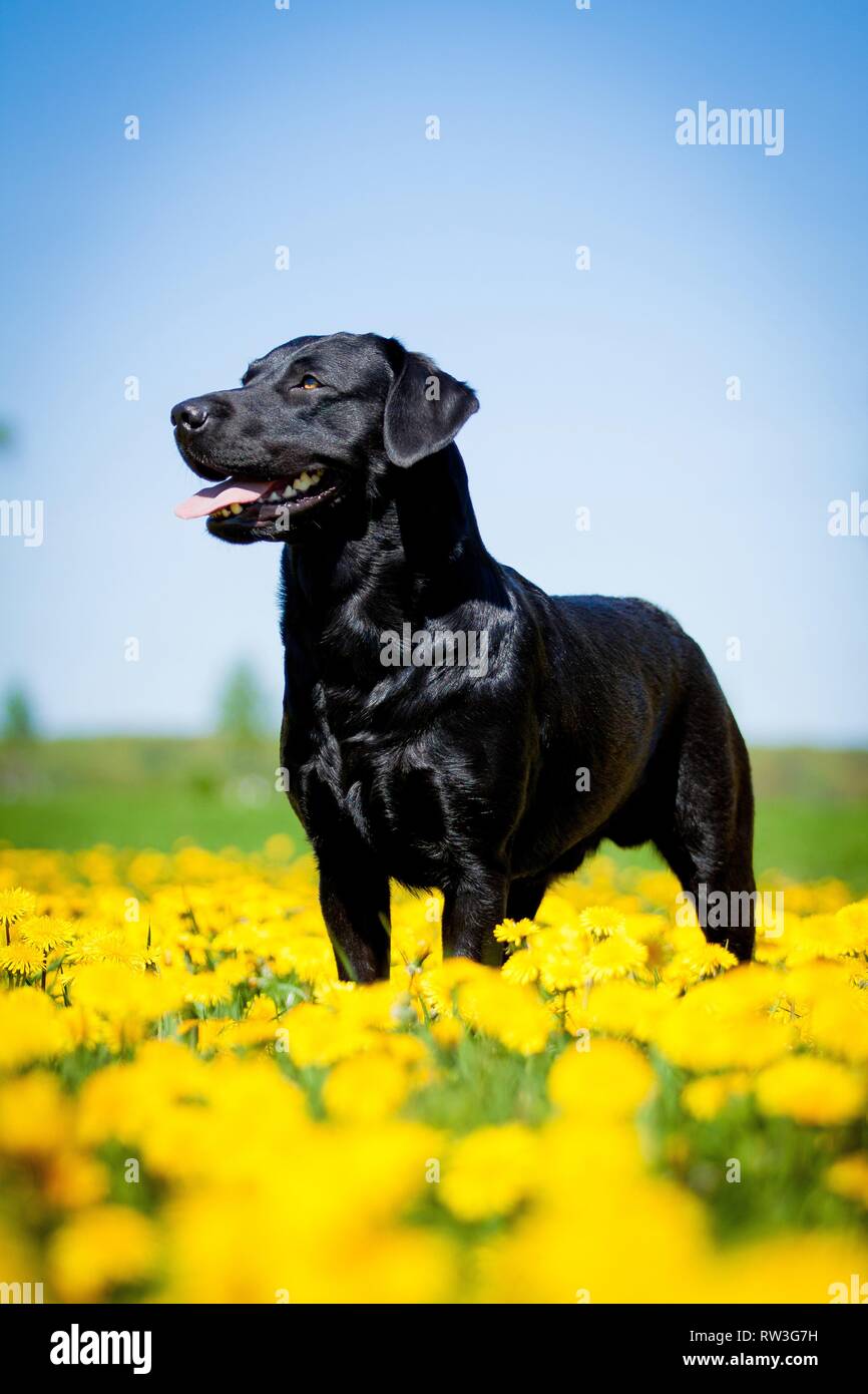 standing Labrador Retriever Stock Photo - Alamy