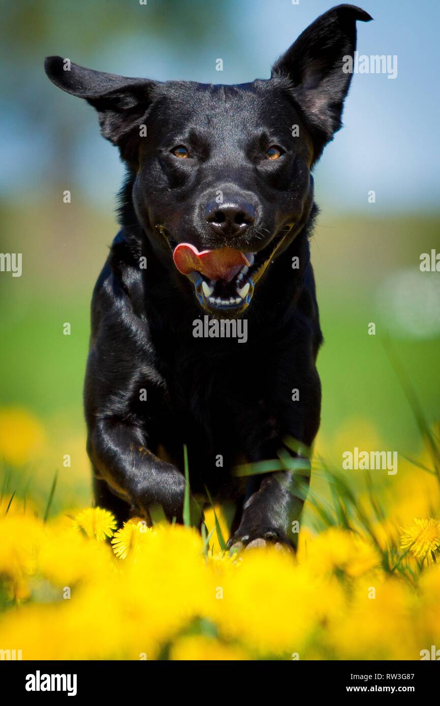 running Labrador Retriever Stock Photo - Alamy