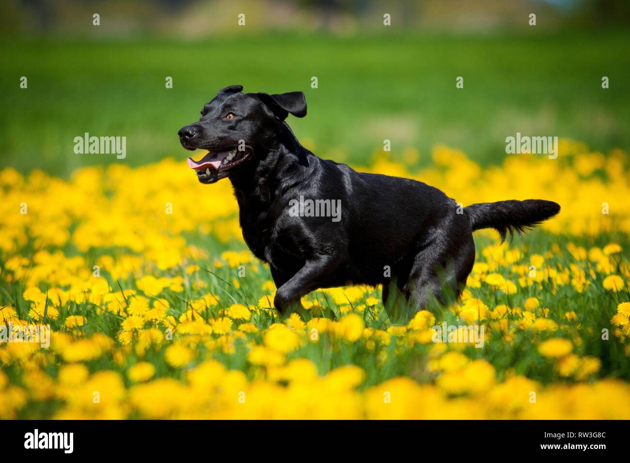 running Labrador Retriever Stock Photo - Alamy