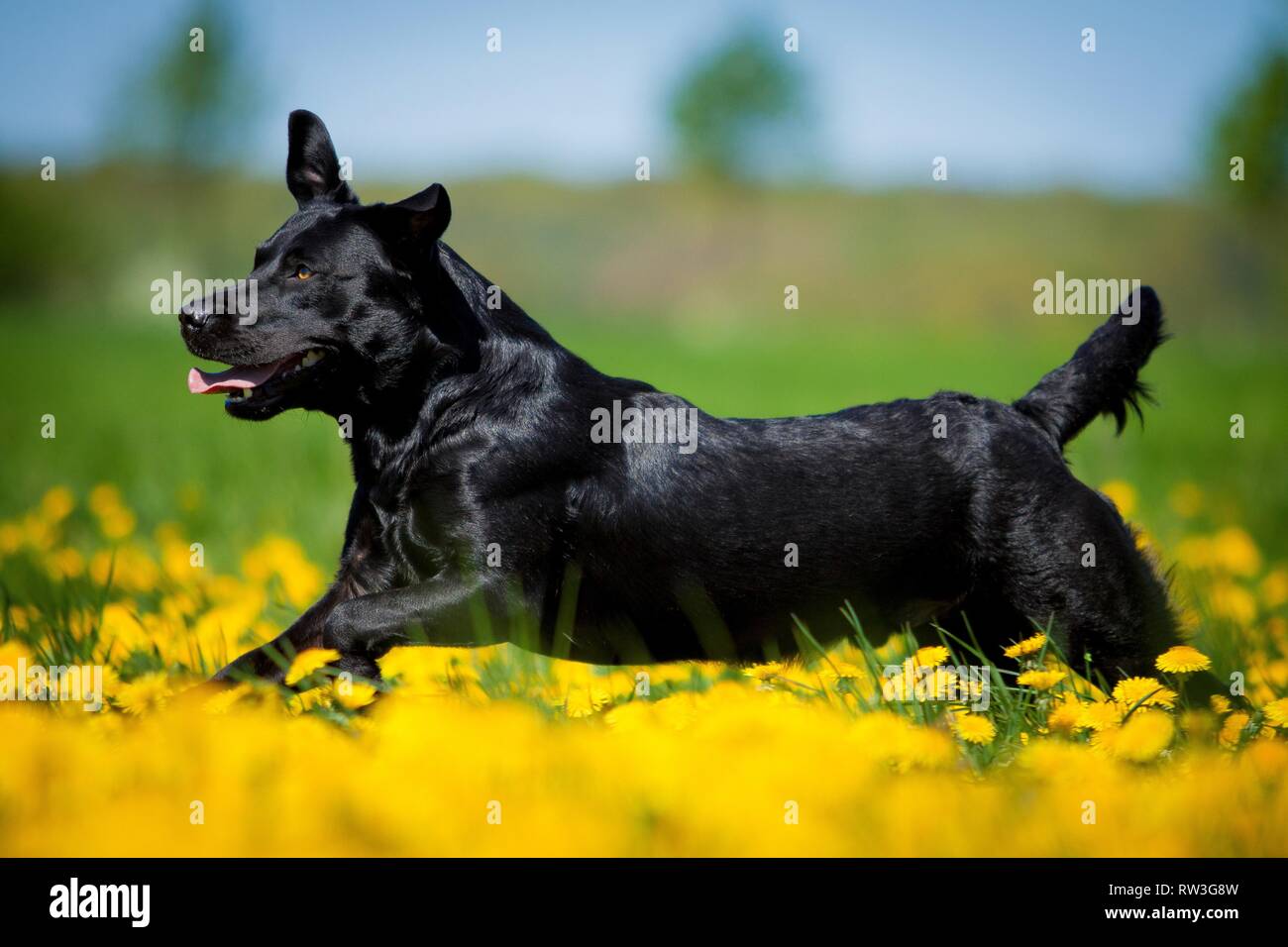 running Labrador Retriever Stock Photo - Alamy