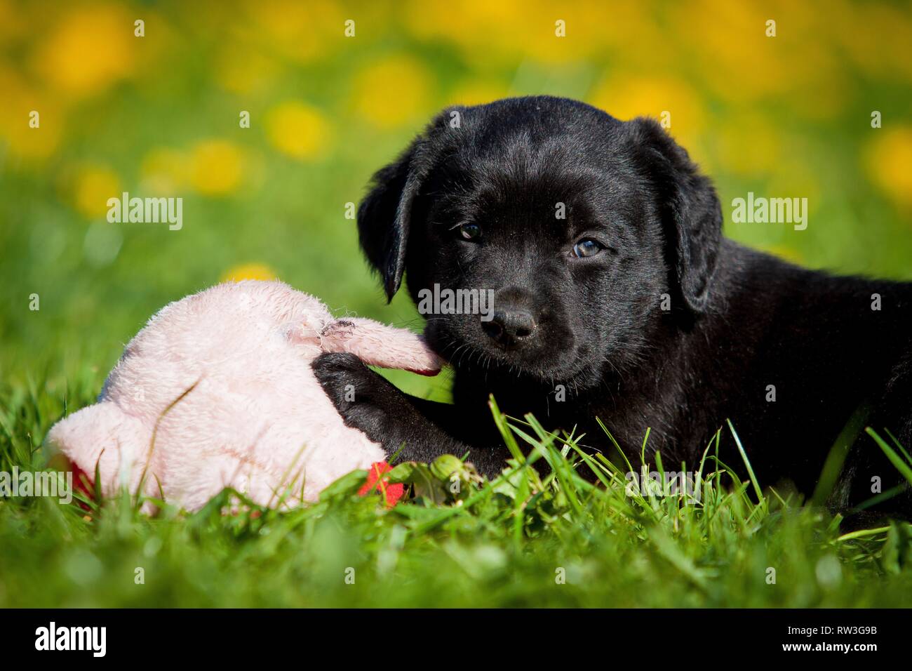 Labrador Plush Toy High Resolution Stock Photography and Images - Alamy