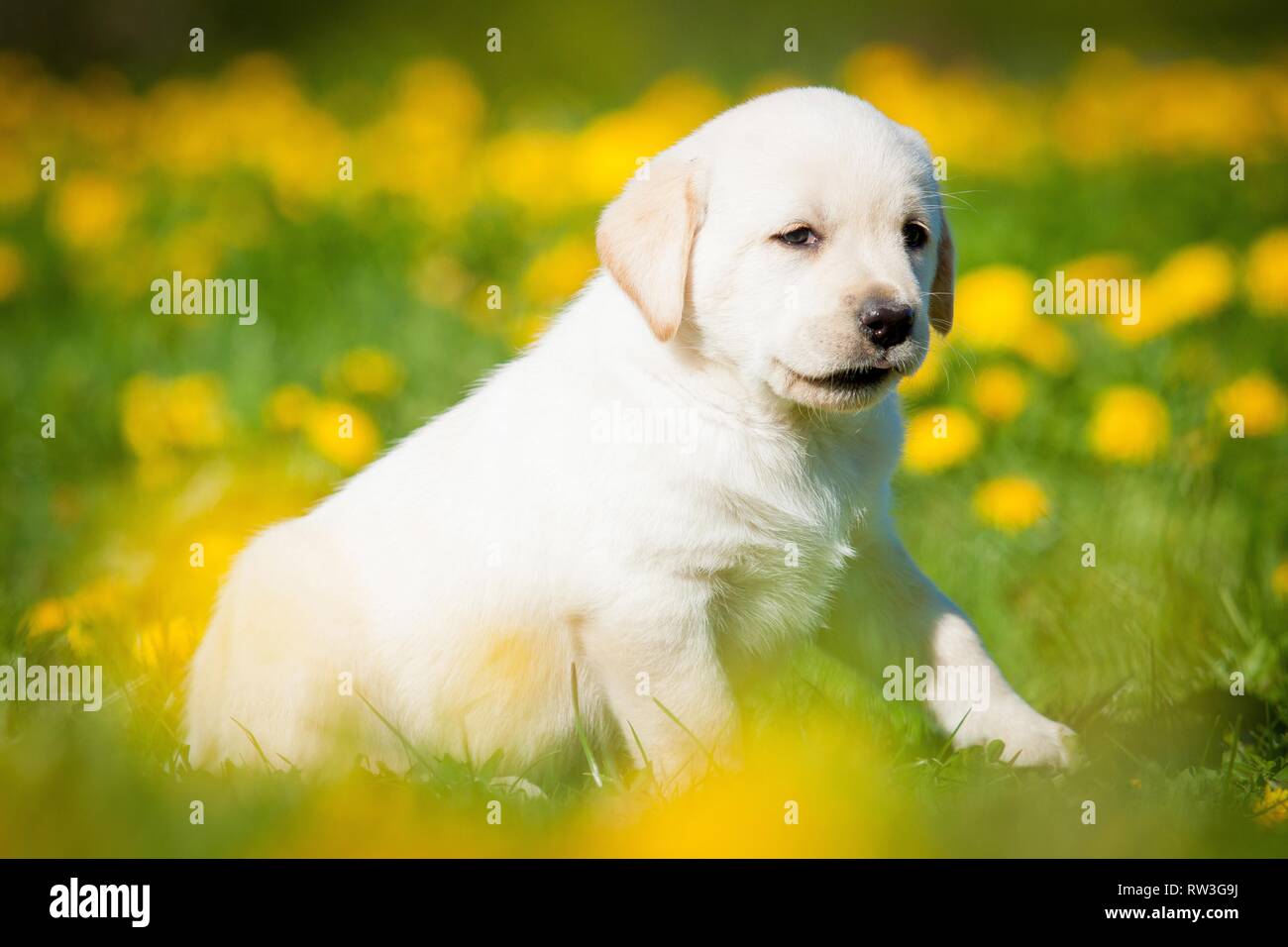 Labrador retriever puppy flowers field hi-res stock photography and ...