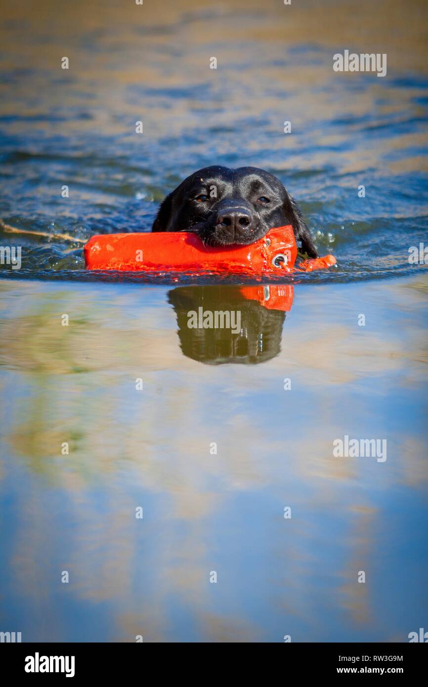 swimming Labrador Retriever Stock Photo - Alamy