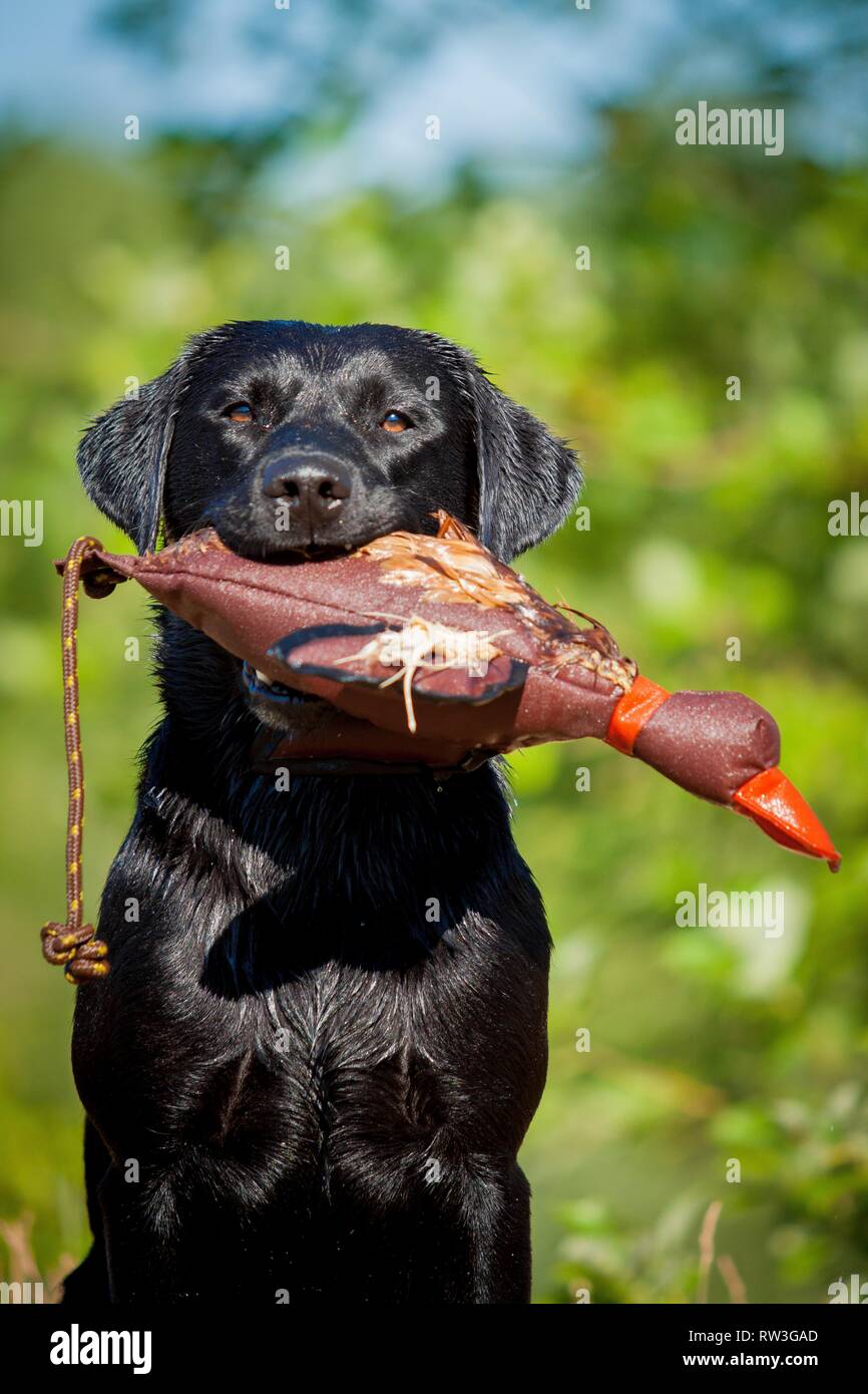 Fake animal heads hi-res stock photography and images - Alamy