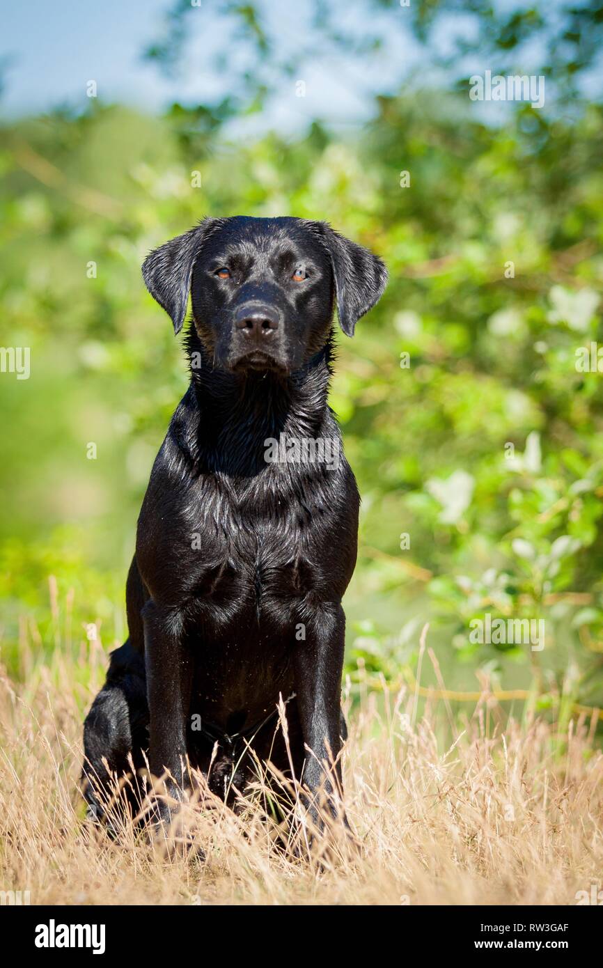 sitting Labrador Retriever Stock Photo - Alamy