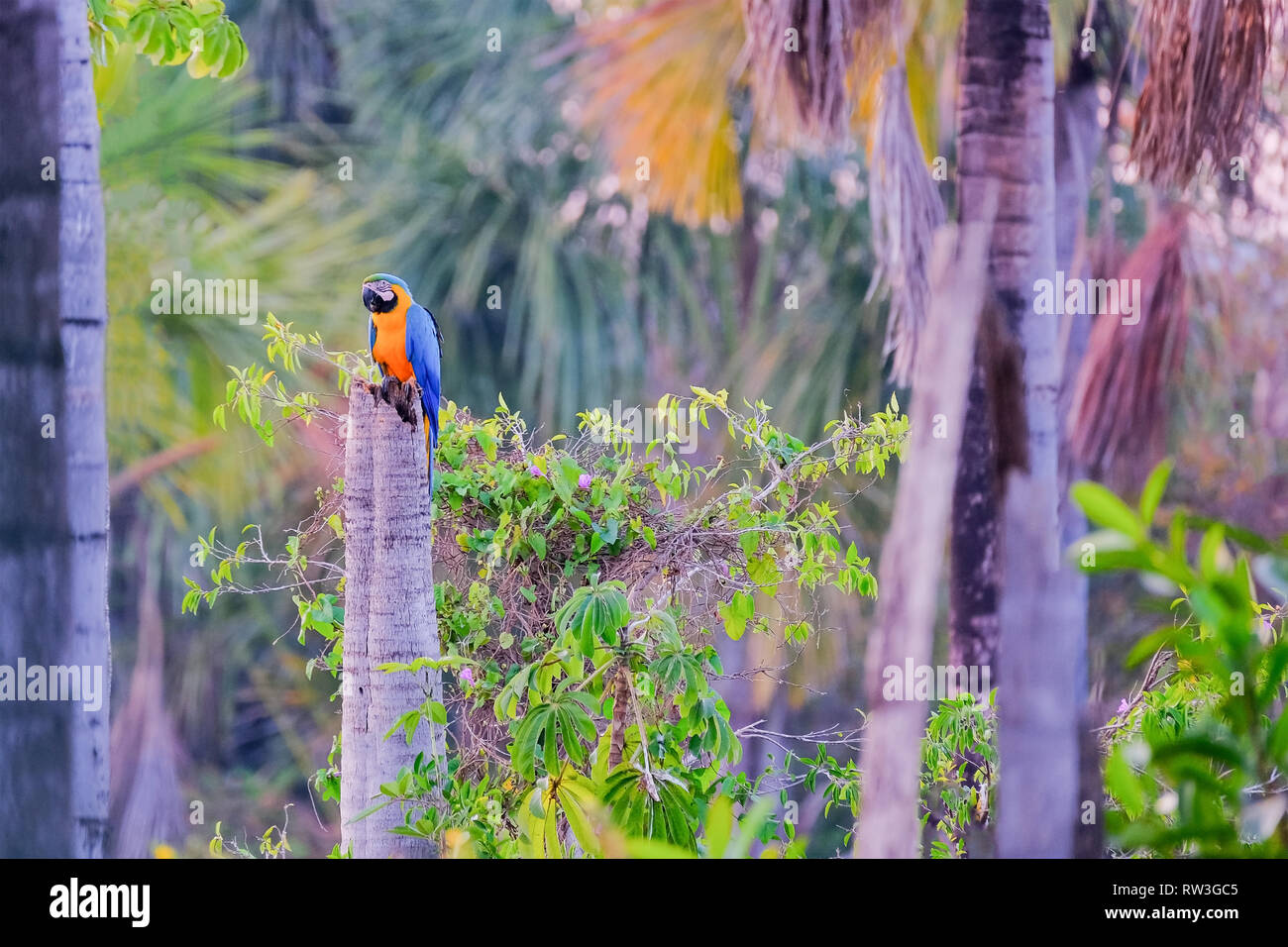 Blue And Yellow Macaw parrot, Ara Ararauna, palm lagoon Lagoa das Araras, Bom Jardim, Nobres ...