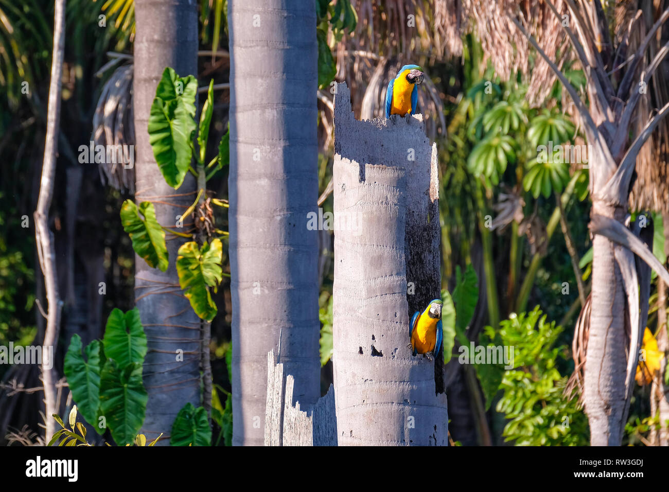 Blue And Yellow Macaw parrot, Ara Ararauna, palm lagoon Lagoa das Araras, Bom Jardim, Nobres ...