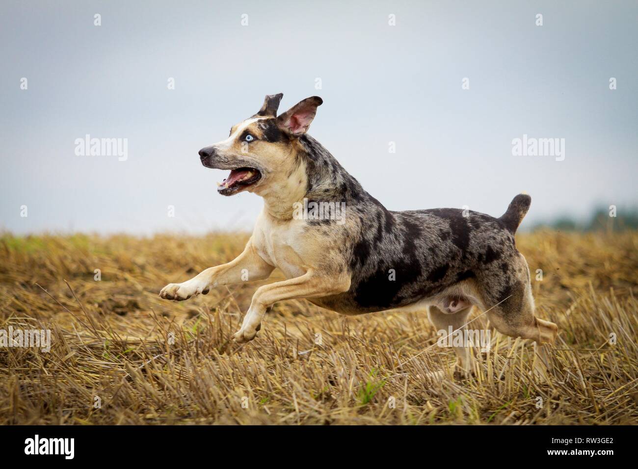 Leopard running side view hi-res stock photography and images - Alamy