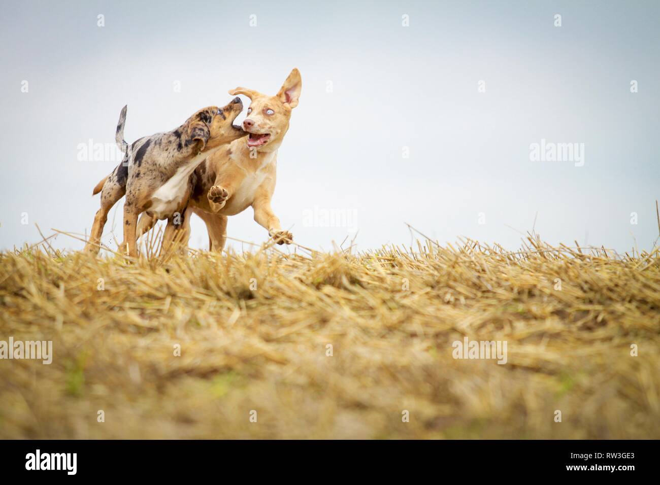 Clouded leopard playing hi-res stock photography and images - Alamy