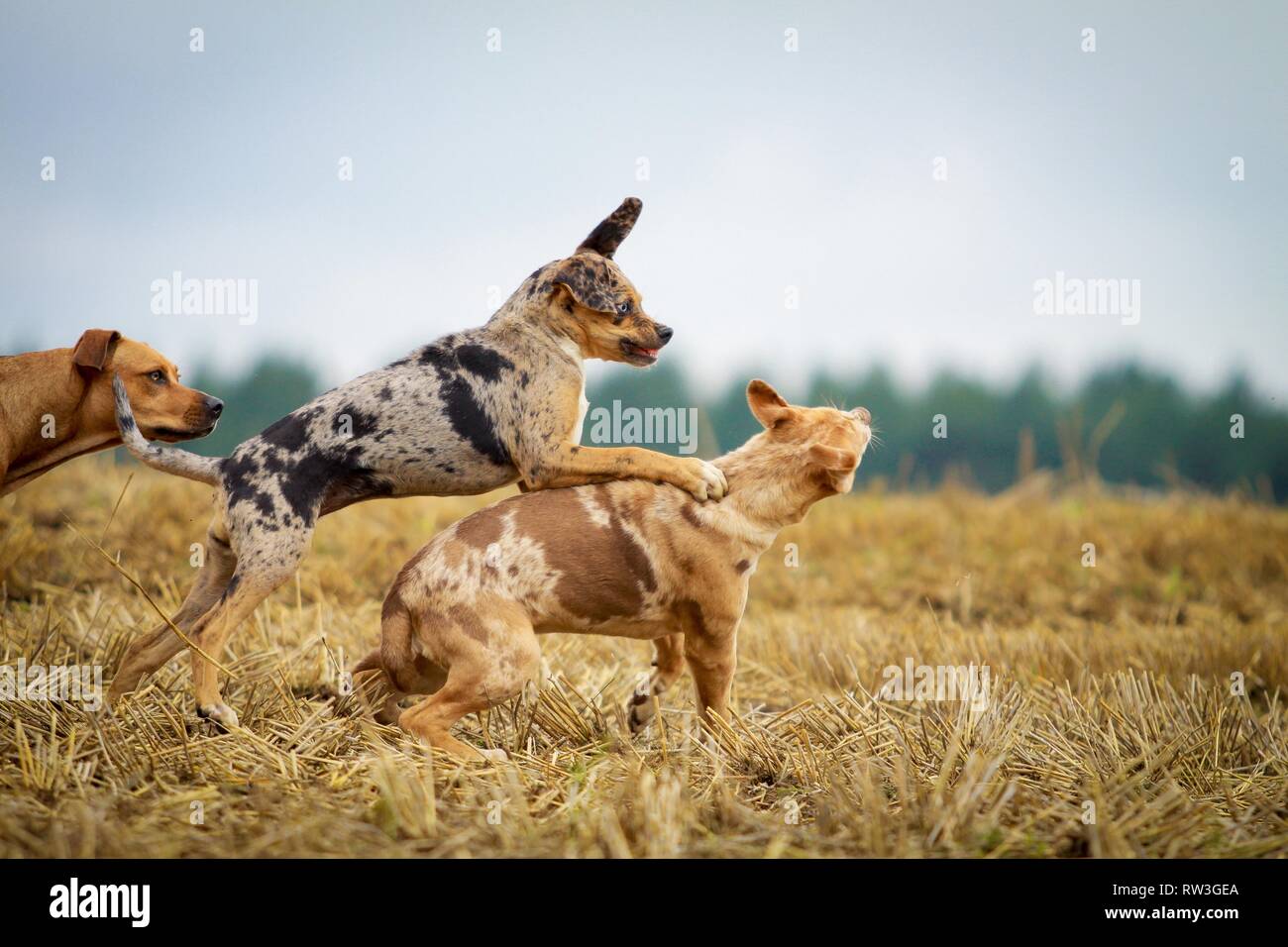 Leopard running side view hi-res stock photography and images - Alamy