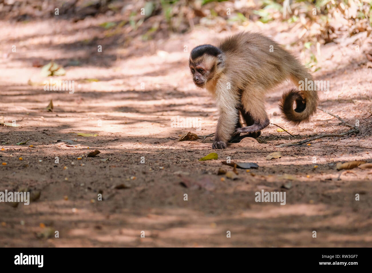 Azaras's Capuchin or Hooded Capuchin, Sapajus Cay, Simia Apella or ...