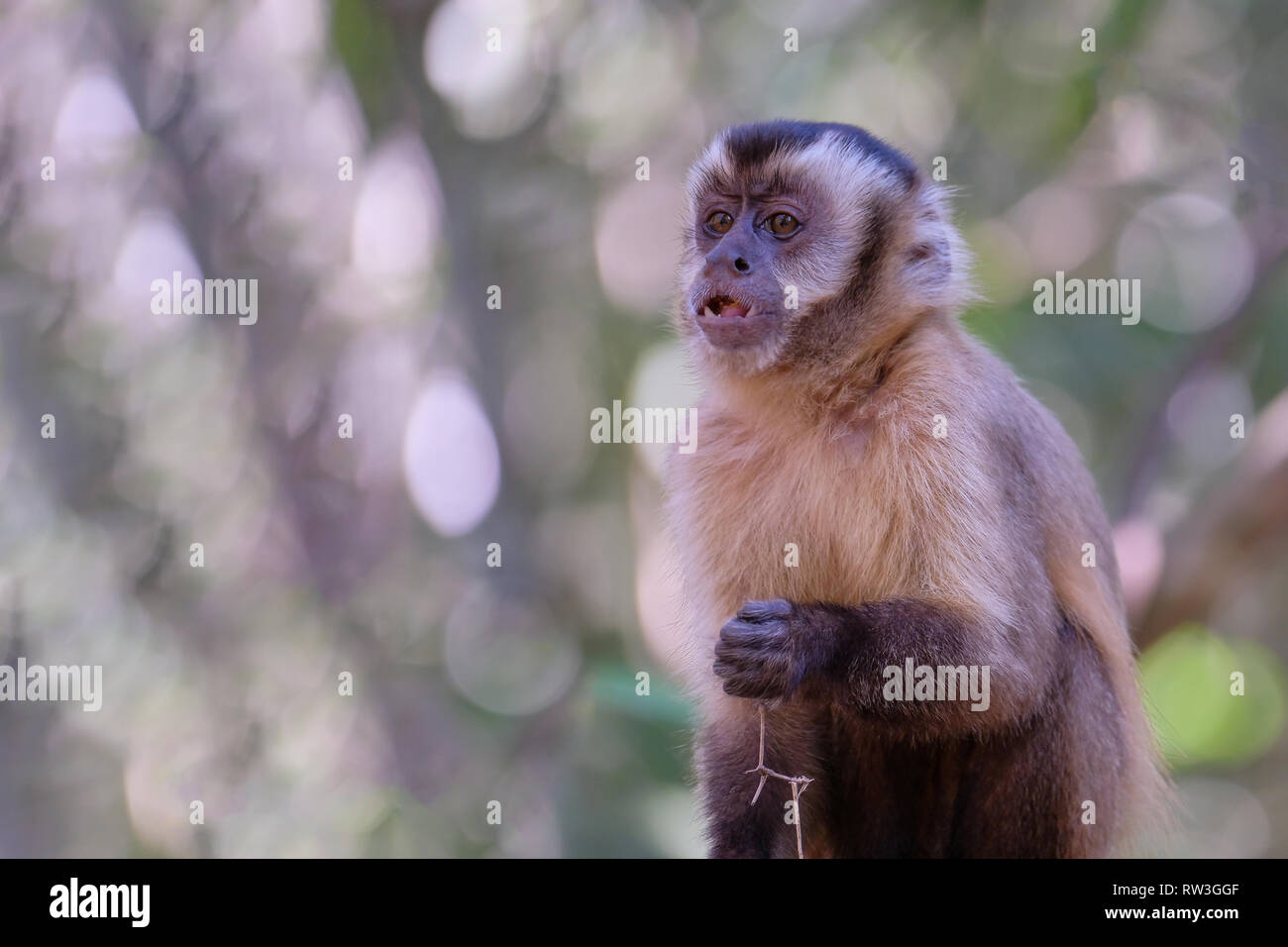 Azaras's Capuchin or Hooded Capuchin, Sapajus Cay, Simia Apella or ...