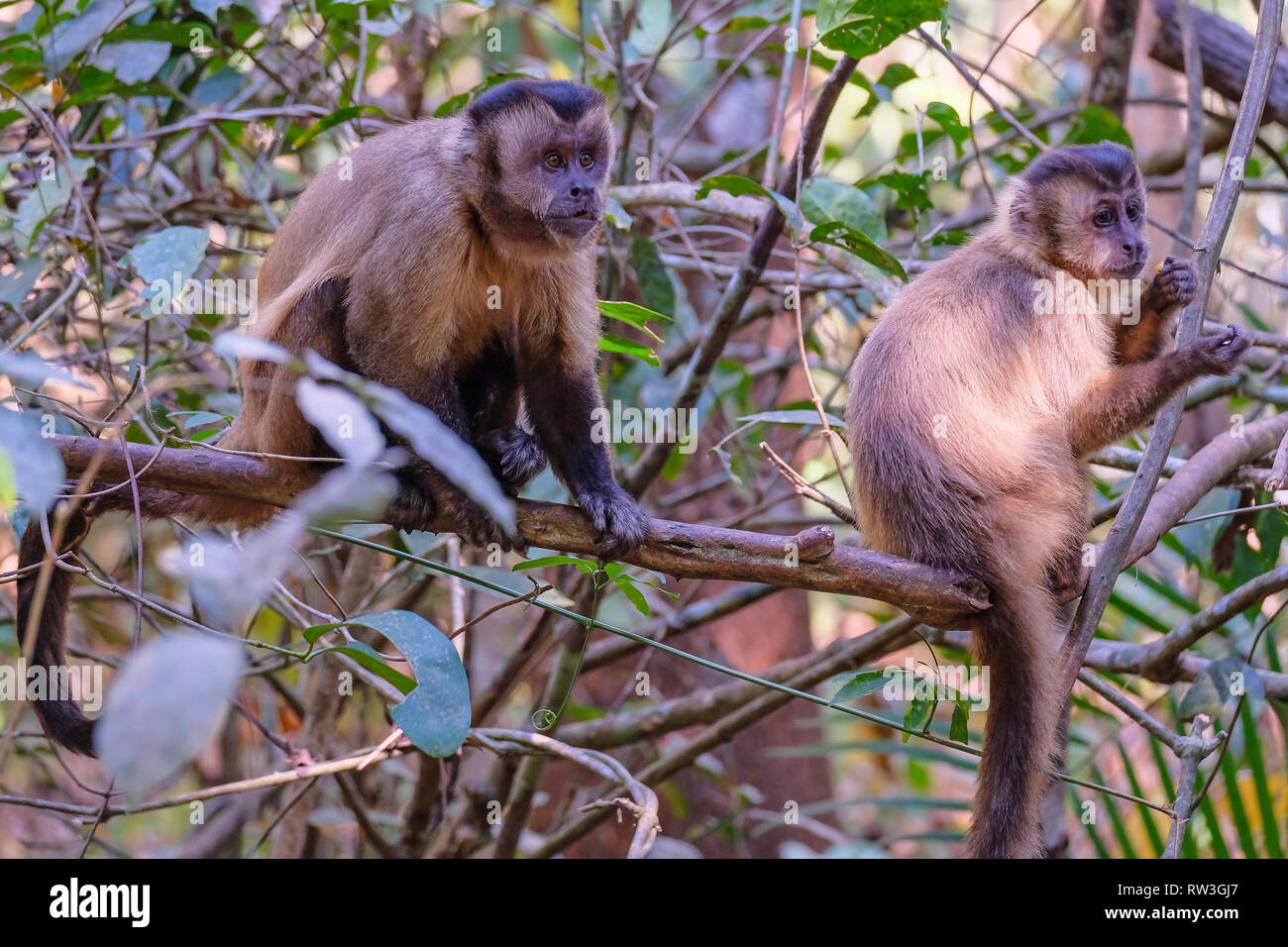 Azaras's Capuchin or Hooded Capuchin, Sapajus Cay, Simia Apella or ...