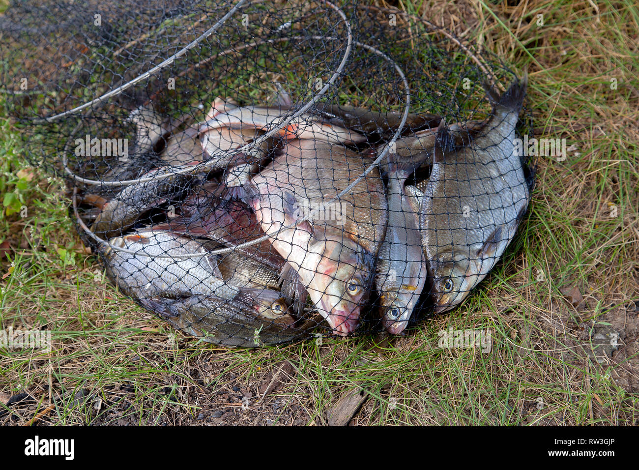 Good catch. Just taken from the water big freshwater common bream known ...