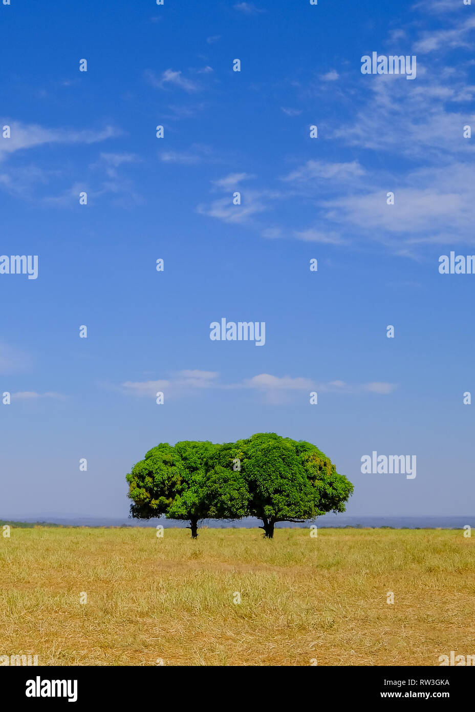 Beautiful Pantanal landscape with two nice trees, Bom Jardim Nobres ...