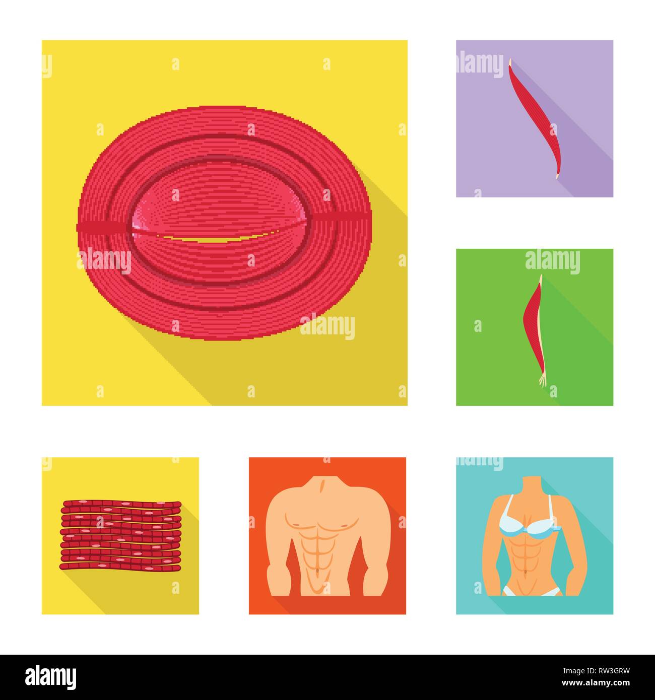 Vector illustration of muscle and cells logo. Set of muscle and anatomy ...