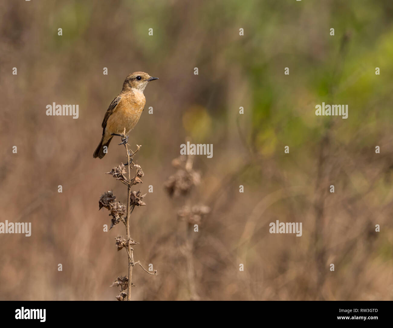 Siberian stone hi-res stock photography and images - Alamy
