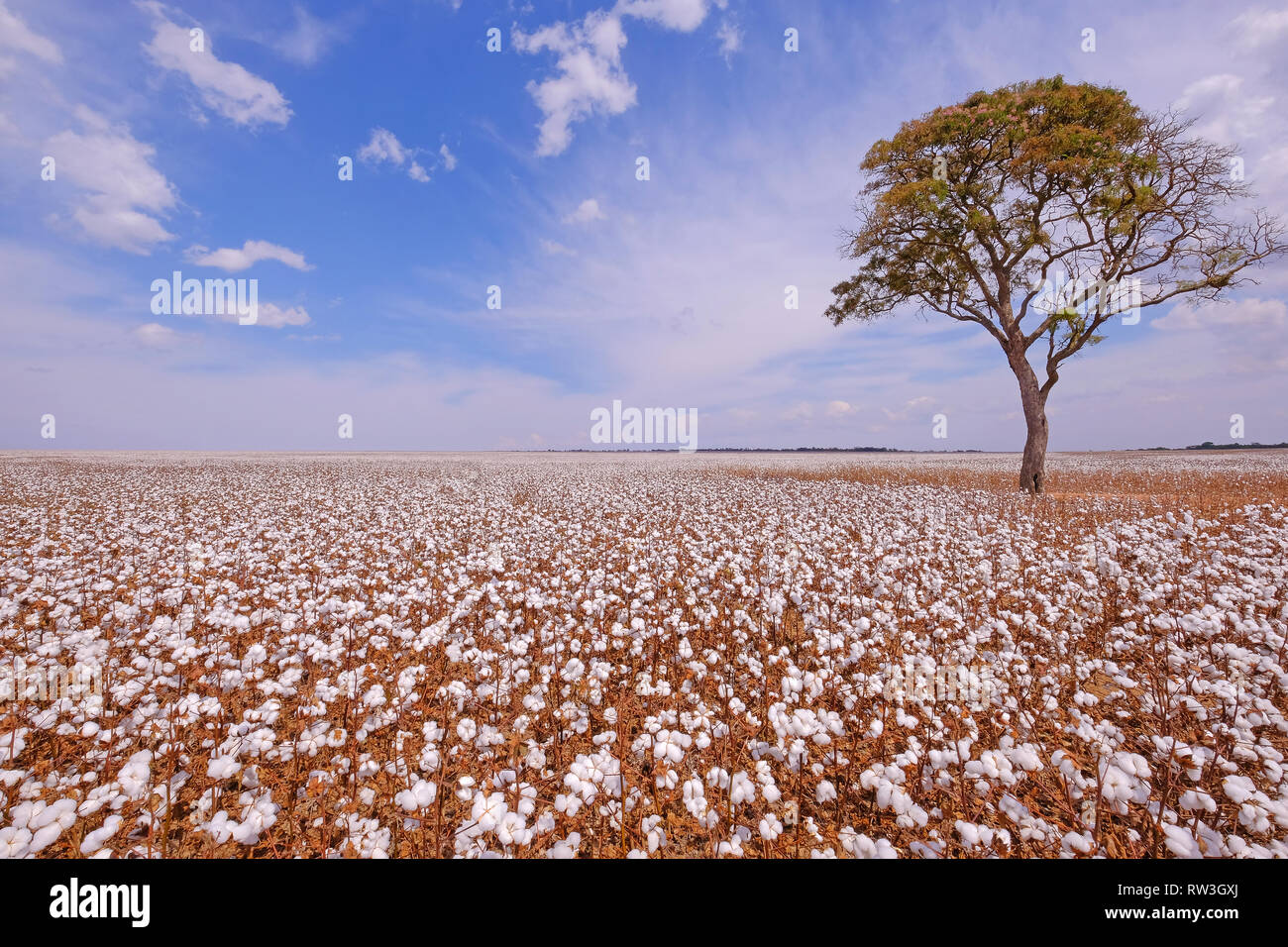 Tree in the middle of a cotton field in Campo Verde, Mato Grosso ...