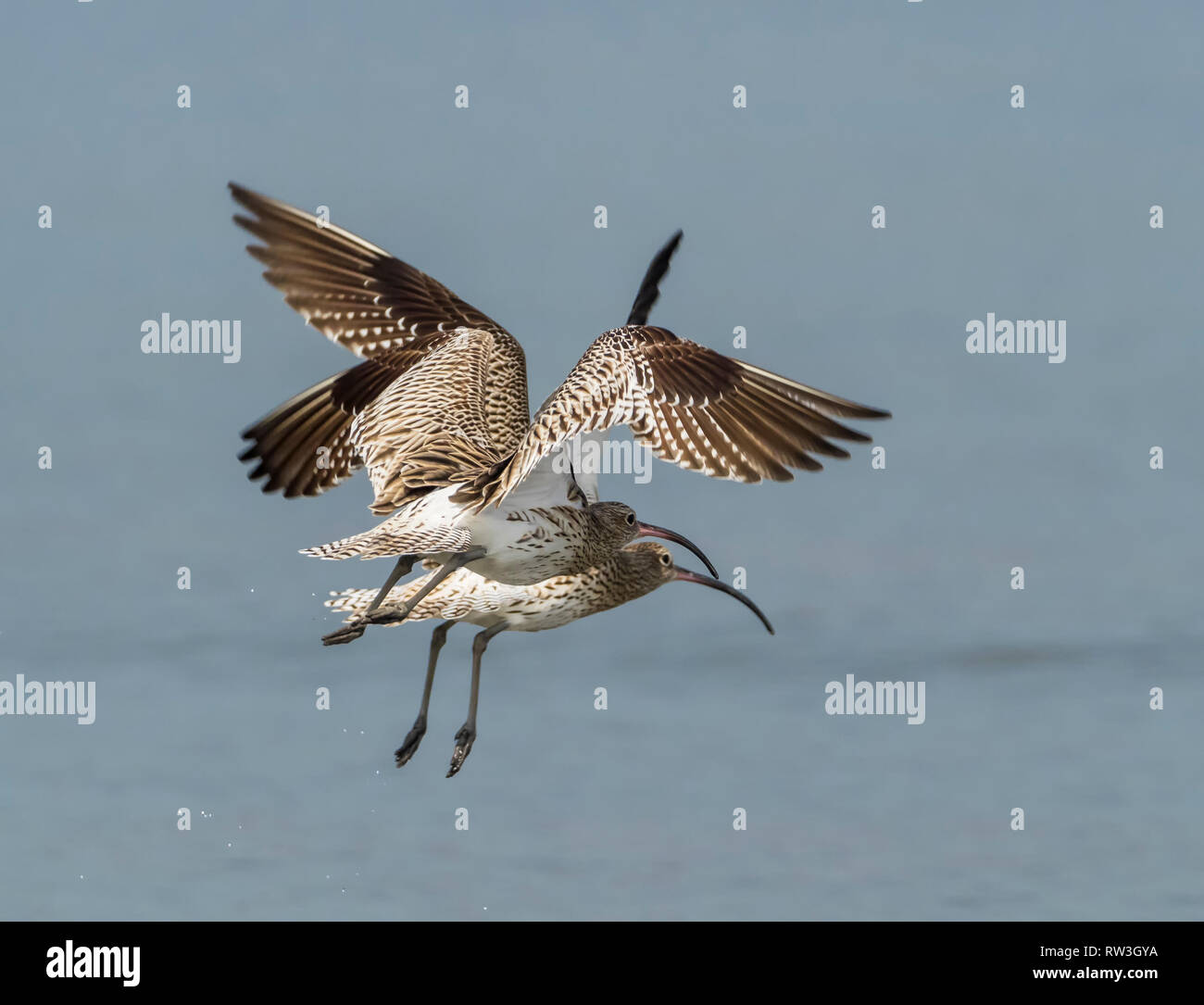 Flock of curlews hi-res stock photography and images - Alamy