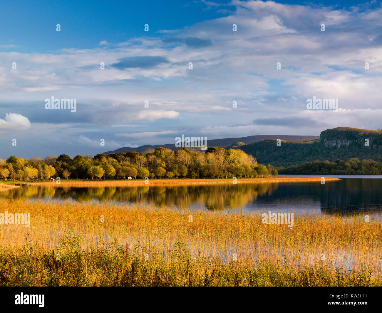 Cavan hi-res stock photography and images - Alamy