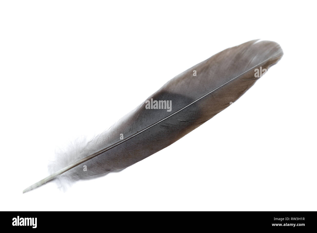 Single feather on white background Stock Photo - Alamy