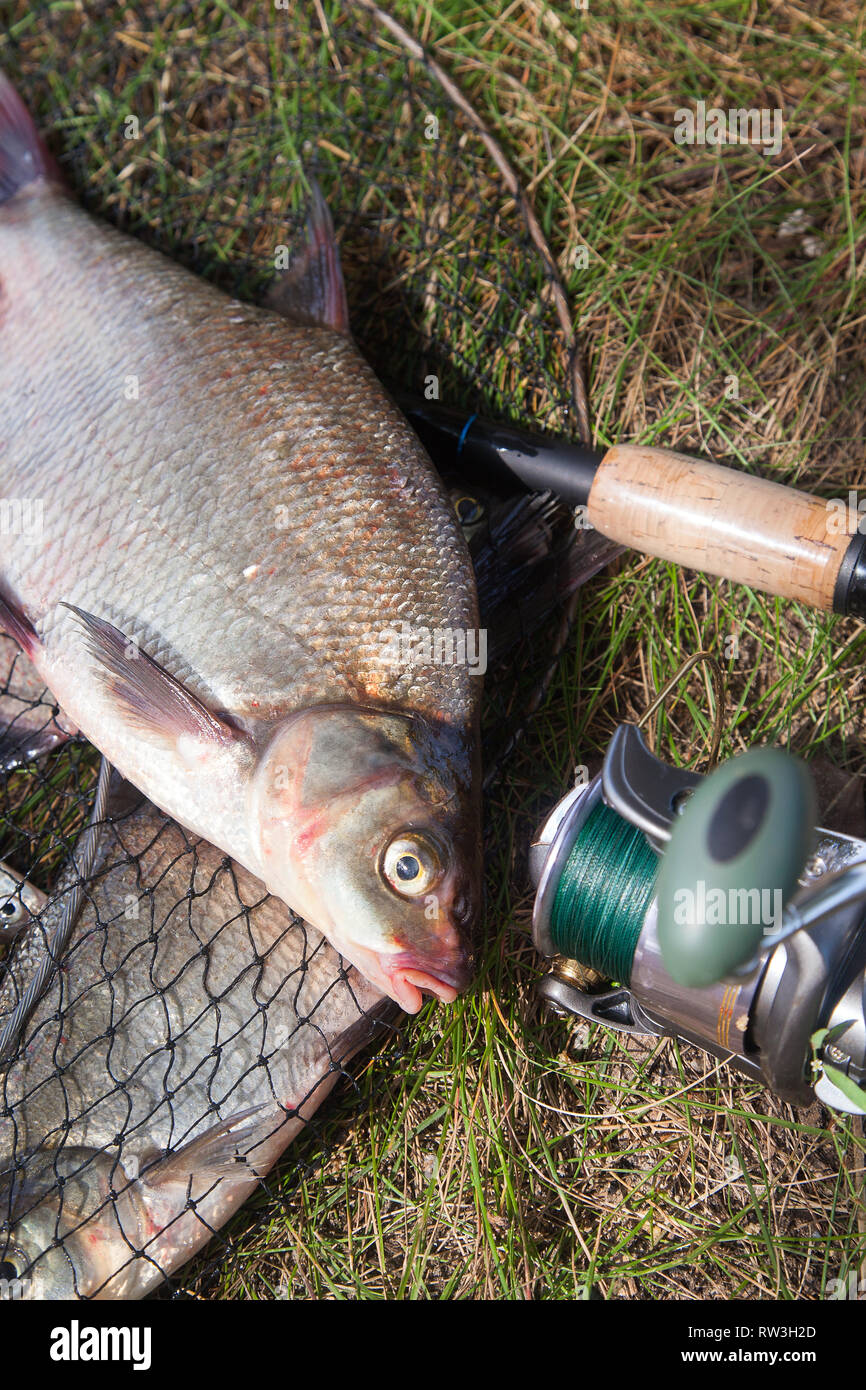 Good catch. Close up view of just taken from the water big freshwater ...