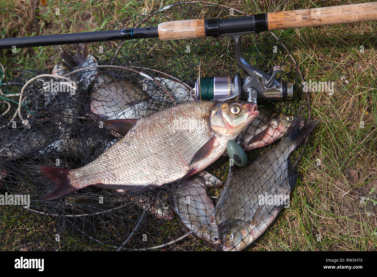 Good catch. Just taken from the water big freshwater common bream known ...