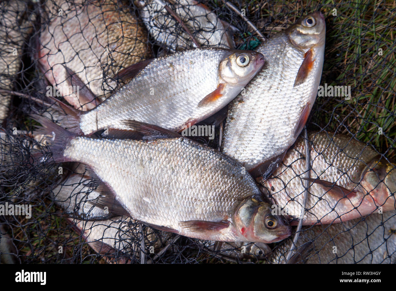 Fishing concept. Freshwater white bream or silver bream and common ...