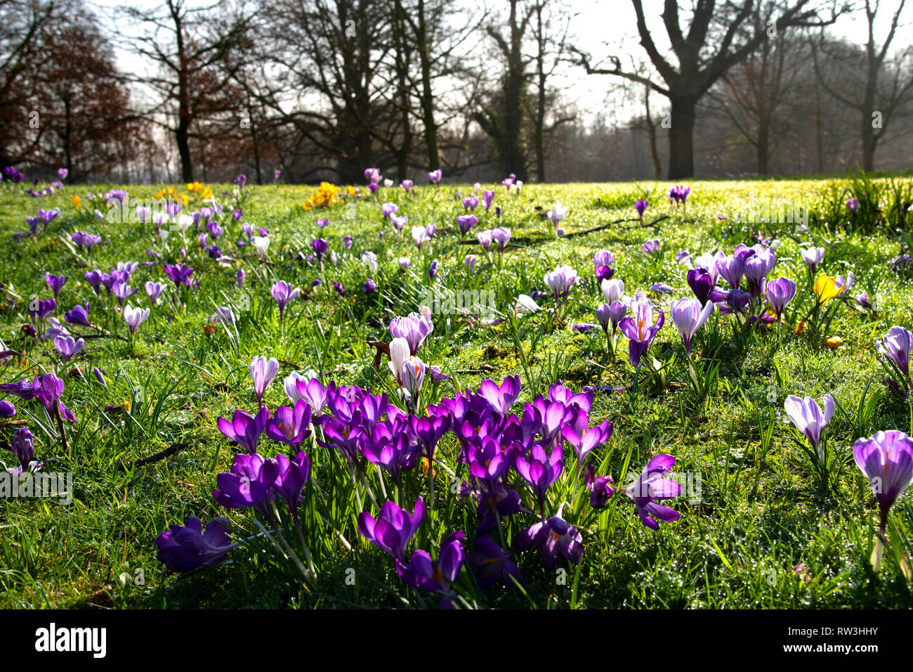 Crocus flowing in Barnett's Park Belfast Stock Photo - Alamy