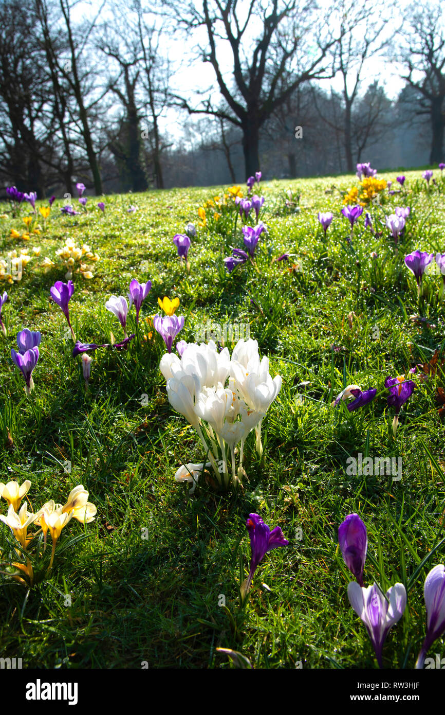 Crocus flowing in Barnett's Park Belfast Stock Photo - Alamy